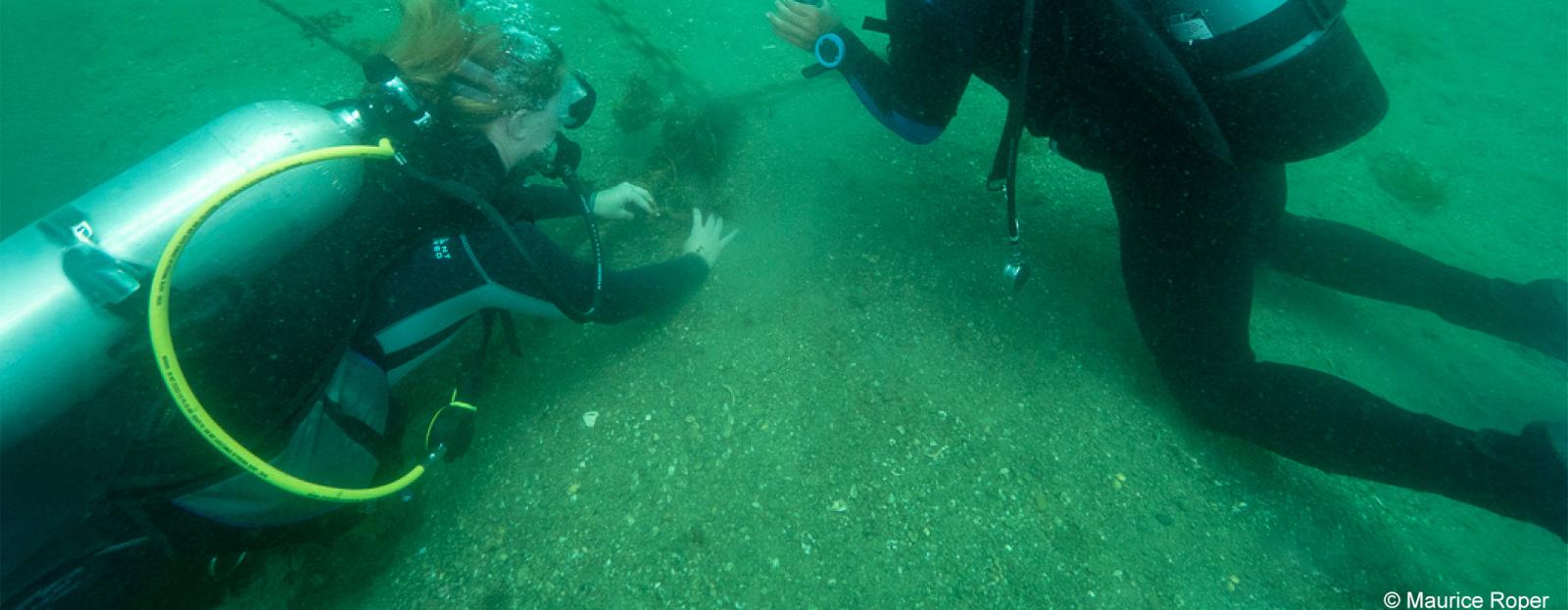 Maddelyn Harden Ph.D | Onset's HOBO Data Loggers