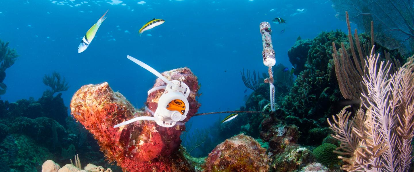 Underwater Temperature Monitoring to Help Save Coral Reefs | Onset's ...