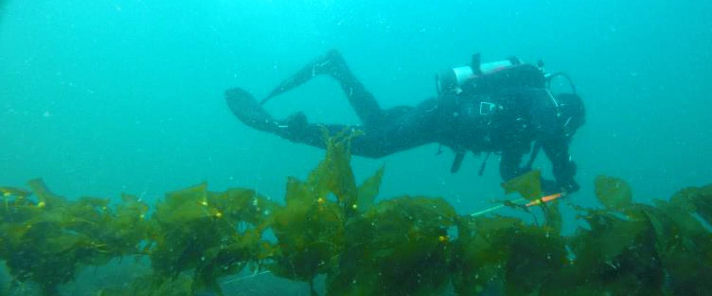 Ecological Monitoring Data Aids Kelp Recovery in Puget Sound | Onset's ...