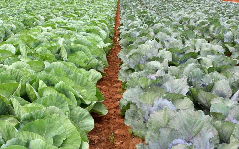 Remote Irrigation Monitoring & Management| HOBO Data Loggers