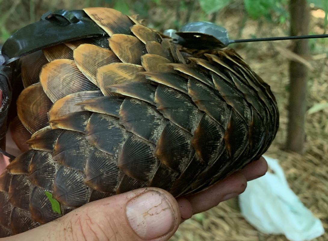 Studying the World’s Most Trafficked Animal | Onset's HOBO and InTemp ...